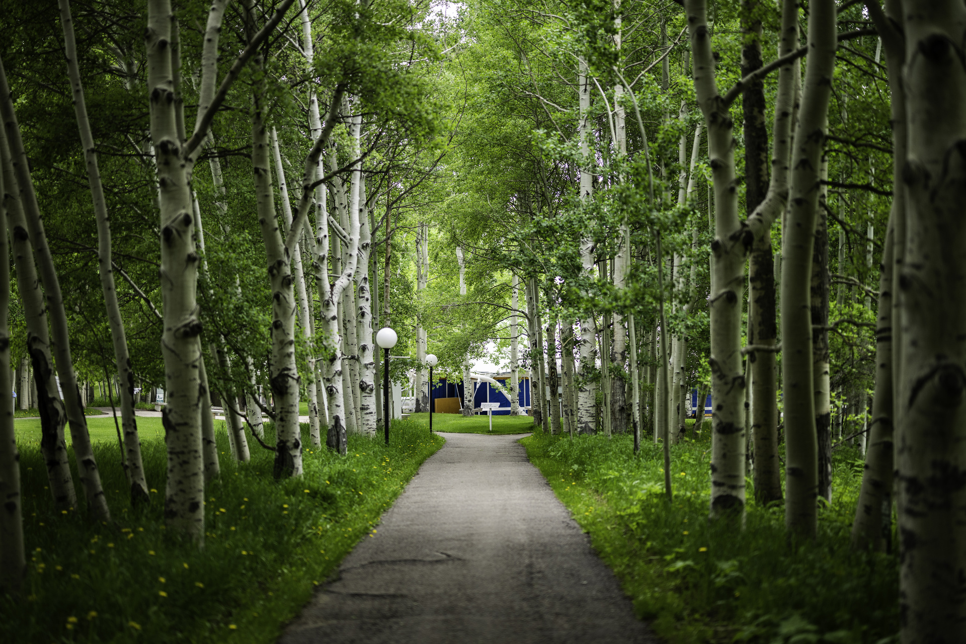 About Aspen Leadership Seminars